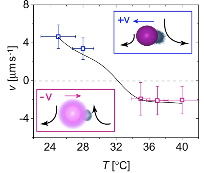 Reconfigurable artificial microswimmers with internal feedback – CFM ...