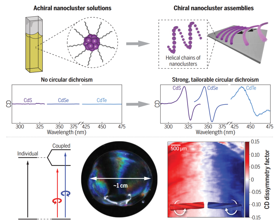 Transforming achiral semiconductors into chiral domains with exceptional circular dichroism ...