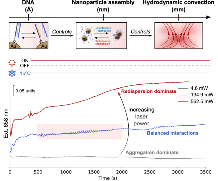 Gold Nanoparticles Dance to the Beat of Light – CFM – Materials Physics ...