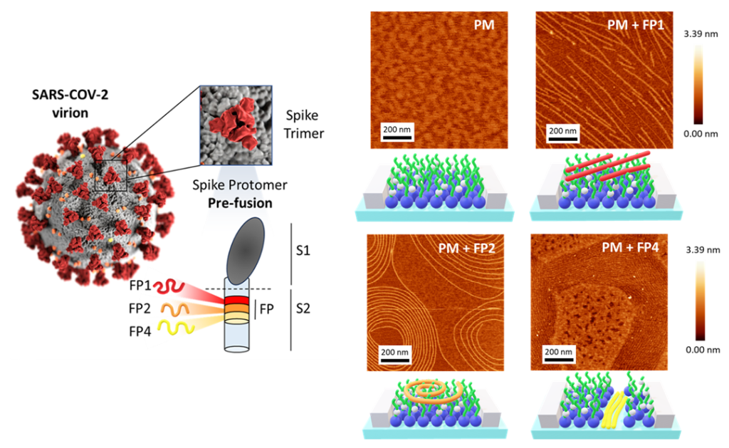 How viral peptides reshape cell membranes: a soft-matter physics view ...